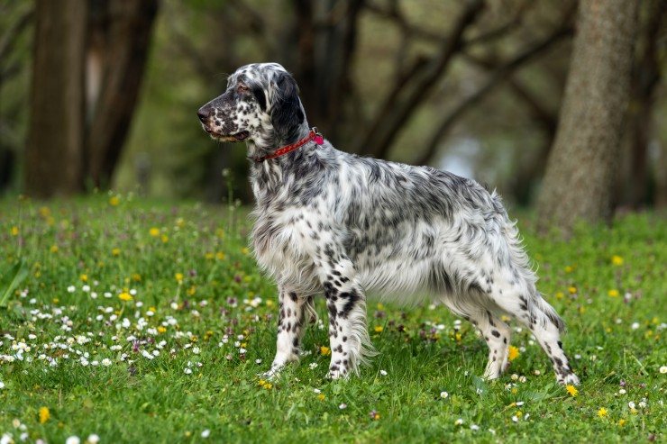 English Setter Information - Dog Breeds at dogthelove