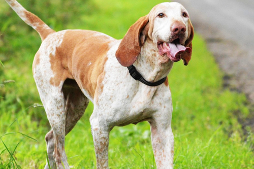 American English Coonhound Dog Breed Characteristic, Daily and Care Facts