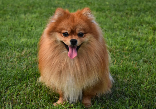 Pomeranian Dog Breed Characteristic, Daily and Care Facts