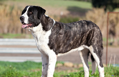 Rafeiro do Alentejo Dog Breed Characteristic, Daily and Care Facts