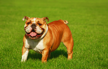 Bulldog Dog Breed Characteristic, Daily and Care Facts