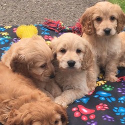 Male/Female Cockapoo is available for adoption
