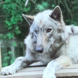 Female German Shepherd Dog is available for adoption