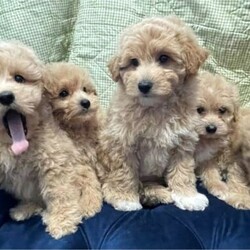 Other is available for sale- Dog the Love