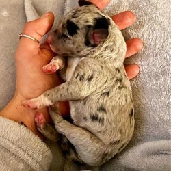 Mixed Litter Border Collie cross Miniature Poodle is available for adoption