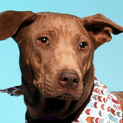 Female Rhodesian Ridgeback is available for adoption