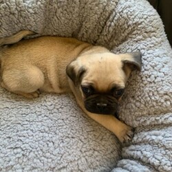 Pug is available for adoption