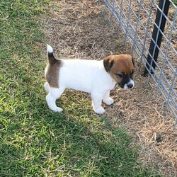 Jack Russell Terrier is available for adoption