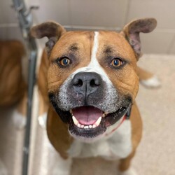 Male Boxer is available for adoption