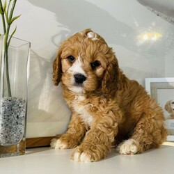 is available for sale- Dog the Love