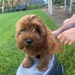 Poodle (Toy) is available for adoption