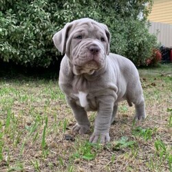 Neapolitan Mastiff is available for adoption