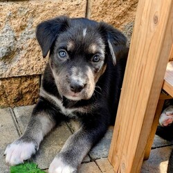 Male Shepherd is available for adoption