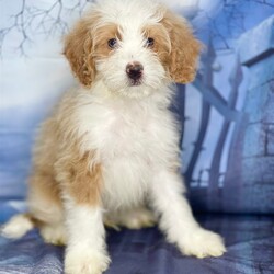 Male Cockapoo is available for adoption