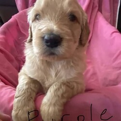 Golden Retriever is available for adoption