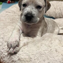 Male Beagle is available for adoption