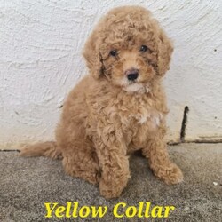 Poodle (Toy) is available for adoption