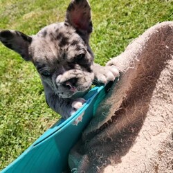 French Bulldog is available for adoption