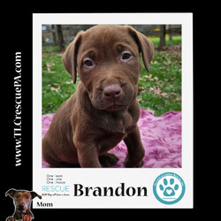 Male Labrador Retriever is available for adoption
