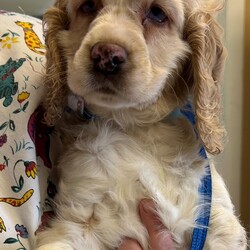 Female Cocker Spaniel is available for adoption