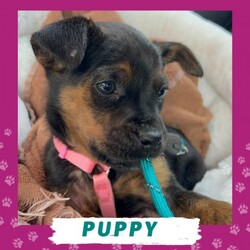 Female Mixed Breed is available for adoption