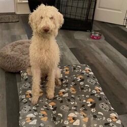 Female Labradoodle is available for adoption