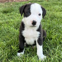 Female Hound is available for adoption