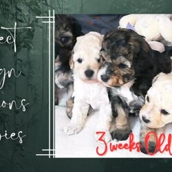 Mixed Litter Poochon is available for adoption