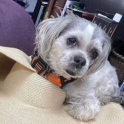 Female Lhasa Apso is available for adoption