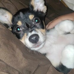 Male Corgi is available for adoption