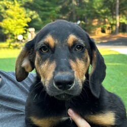 Female Coonhound is available for adoption