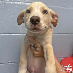 Male Labrador Retriever is available for adoption