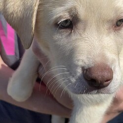 Male Labrador Retriever is available for adoption