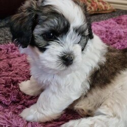 Mixed Litter Havanese is available for sale- Dog the Love