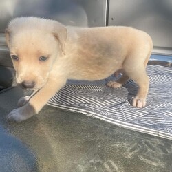 Male Yellow Labrador Retriever is available for adoption