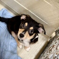 Male Mixed Breed is available for adoption