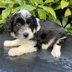 Mixed Litter Bordoodle is available for sale- Dog the Love