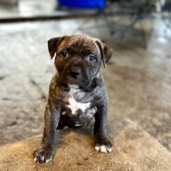 Female American Staffordshire Terrier is available for adoption
