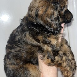 Mixed Litter Cockapoo is available for adoption