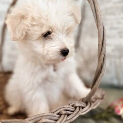 Both Poodle (Miniature) is available for adoption