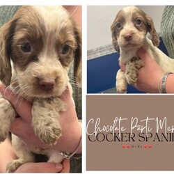 Mixed Litter Cocker spaniel is available for adoption