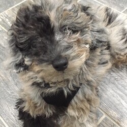 Male Aussiedoodle is available for adoption