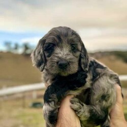 Both Golden Retriever is available for adoption