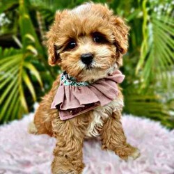 Both Poodle (Toy) is available for adoption