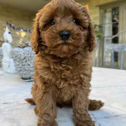 Female Cavoodle is available for adoption