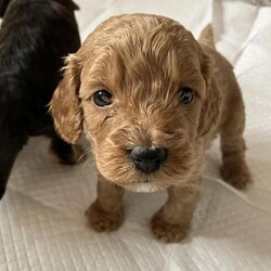 Male Cockapoo is available for adoption