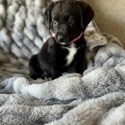 Female Black Labrador Retriever is available for adoption