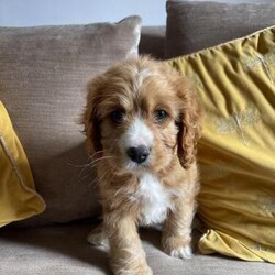 Male Cavapoo is available for adoption