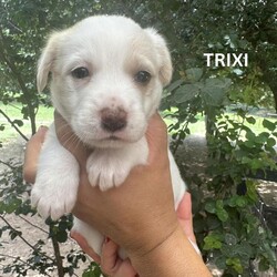Female Mixed Breed is available for adoption