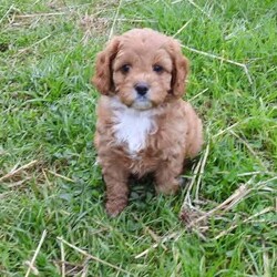 Both Cavoodle is available for adoption